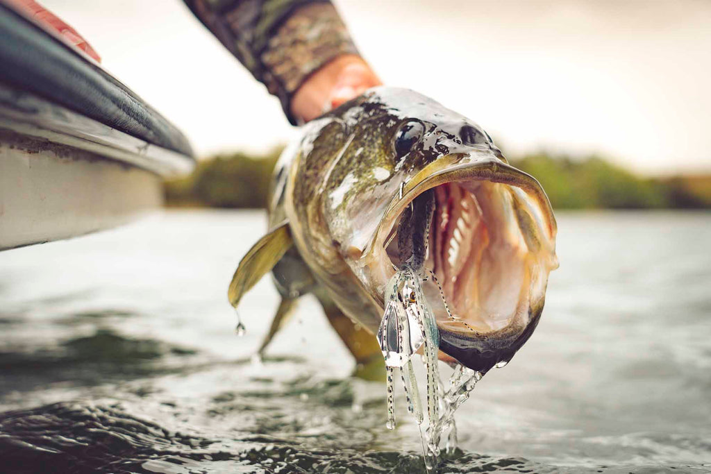 Introducing the Tungsten EVO