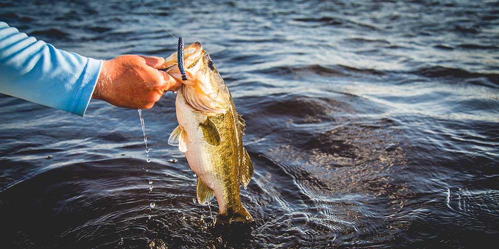 Commitment to Conservation